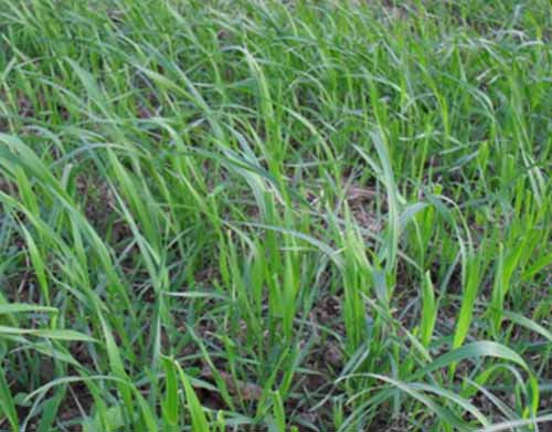 Winter Cereal Rye 50 Lb Bag - Whitetail Insanity